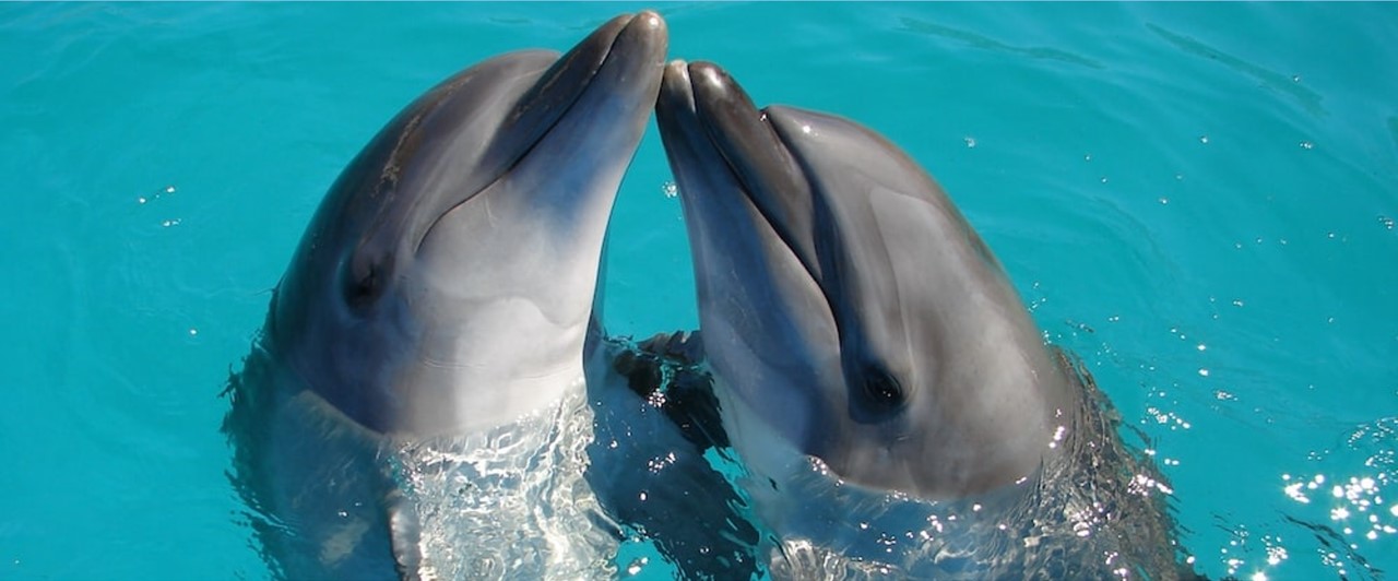 SVERIGE: Fler än 60 delfiner har dött på djurpark | Marcus Oscarsson