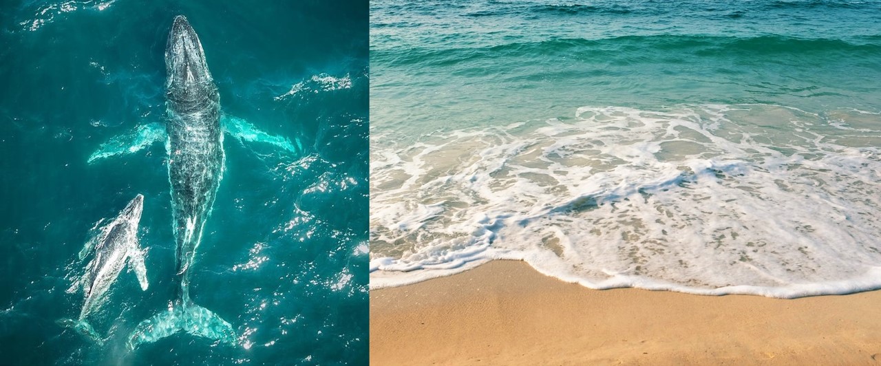 UTRIKES: Hundratals valar strandade – ”ovanligt och oroande” | Marcus ...