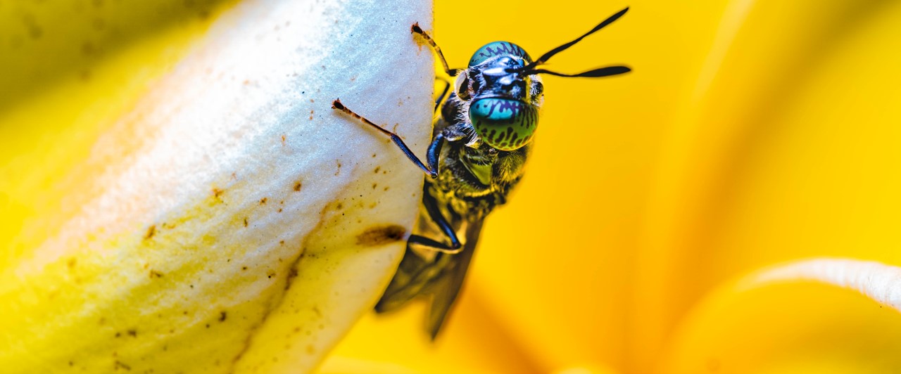 Myndighet varnar: rykten sprids om insekter i svensk mat | Marcus Oscarsson