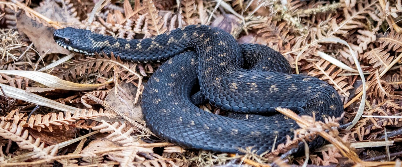 Så många personer har bitits av huggormar i år | Marcus Oscarsson