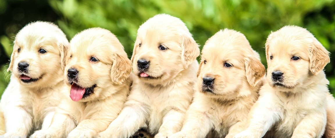 Hundvalp dödad – tips kan lämnas till polisen | Marcus Oscarsson