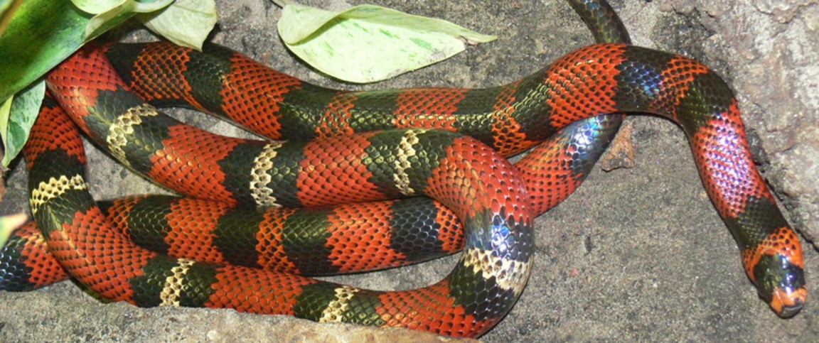 Skräckinjagande orm påträffad i Sverige | Marcus Oscarsson