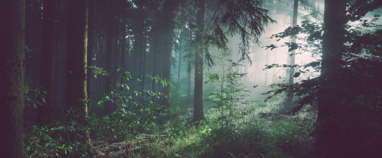 Beteende i skogen fördöms – ”Måste ta dem på bar gärning” | Marcus ...