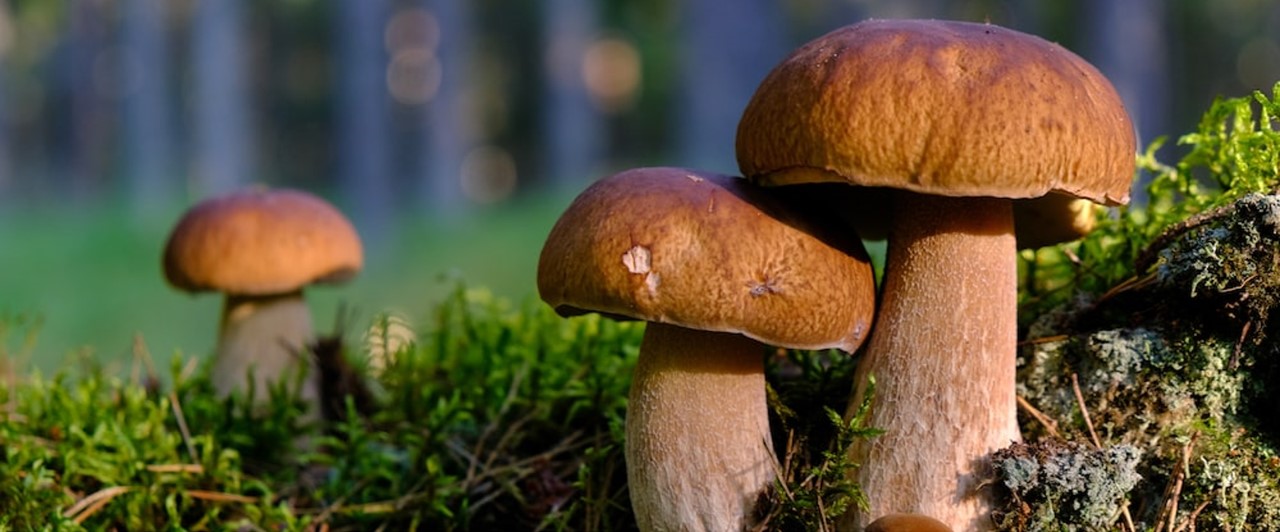 Läkemedelsverket vädjar till alla som plockar svamp | Marcus Oscarsson