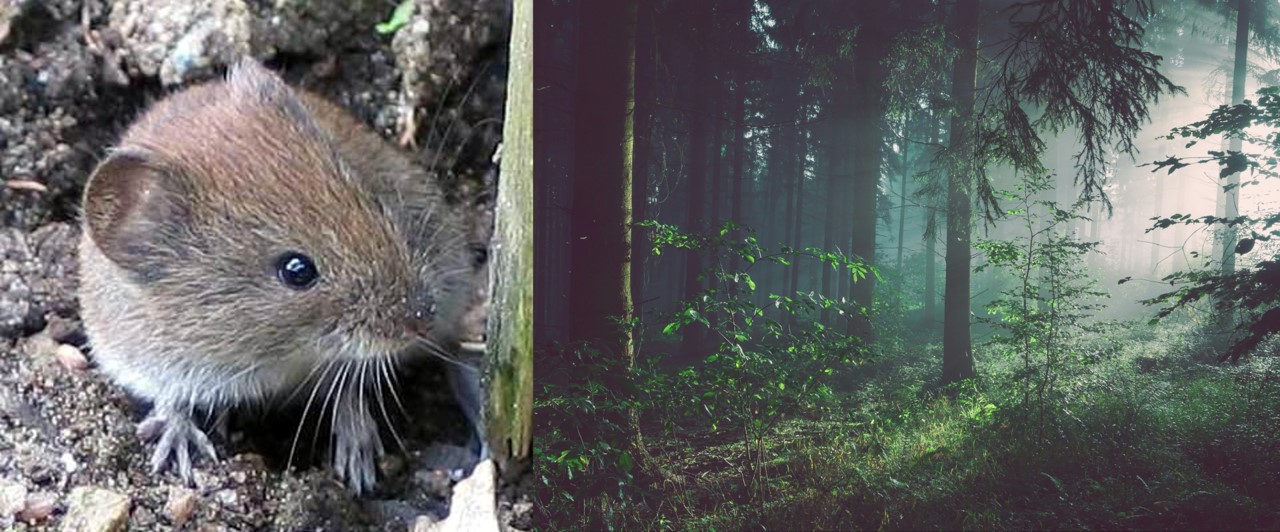 Djurvirus har upptäckts i oväntat del av Sverige – kan smitta människor ...